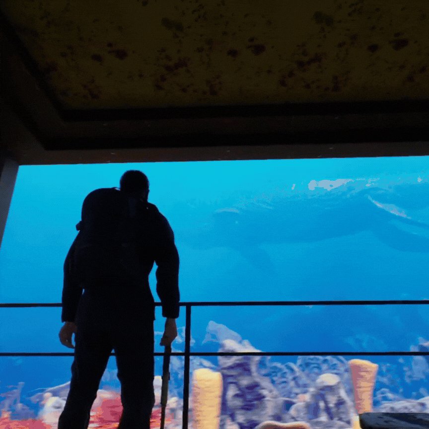 CLAWED – Indie Game Press Kit | IMPRESS